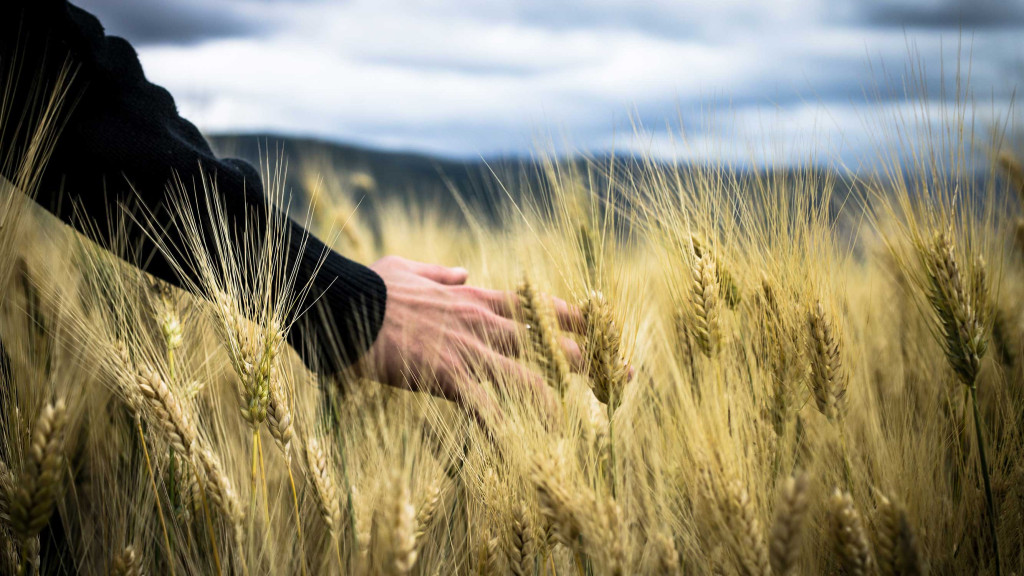 Clean Ammonia on Demand | We Are Nium